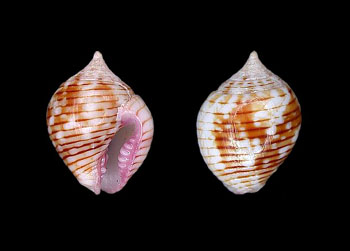 蛾螺总科 Buccinacea 蓝色动物学（中国动物学科普）